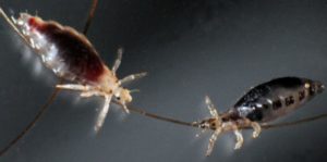 La vie d'un pou - Les Têtes à Poux